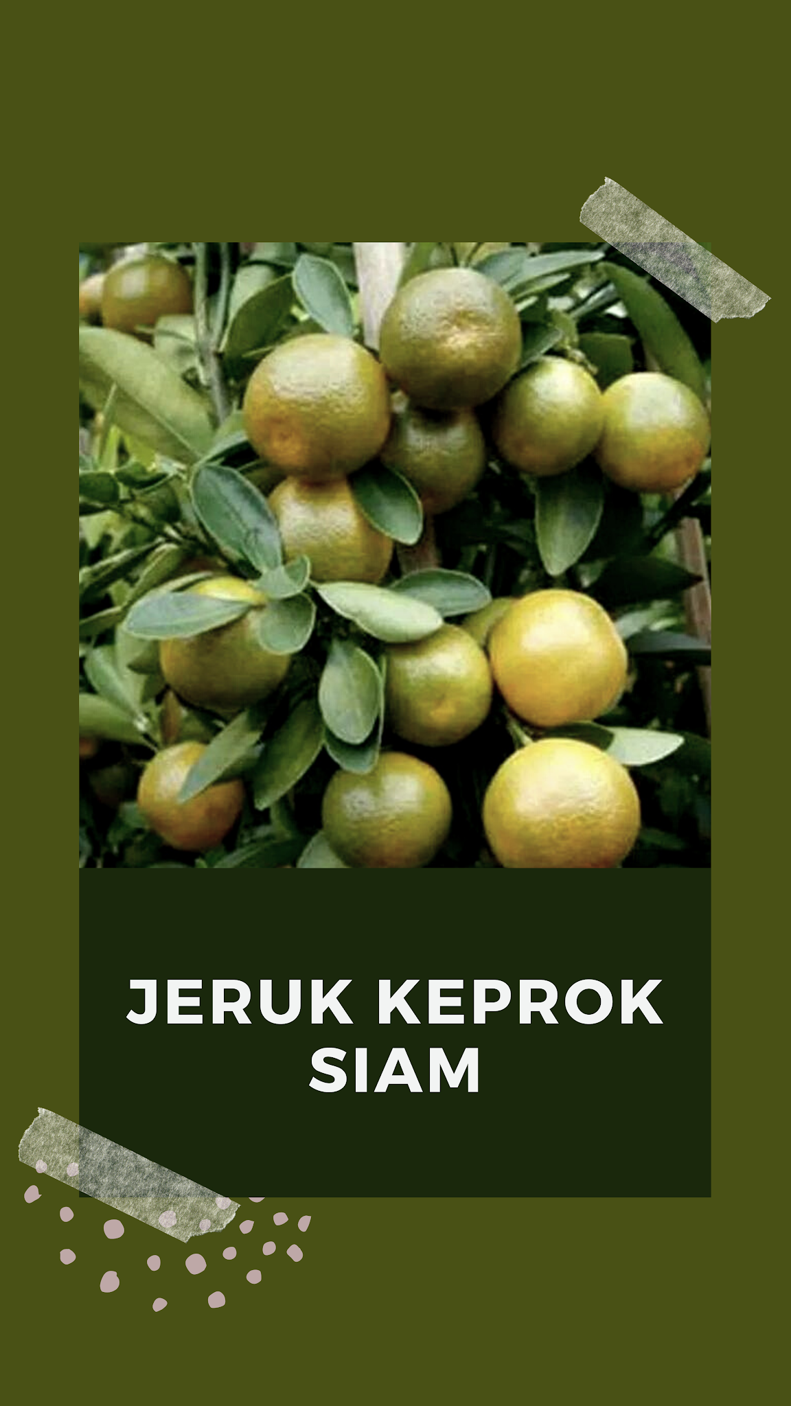 Agrowisata Petik Jeruk Selorejo