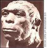 gambar manusia purba meganthropus paleojavanicus