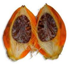 Ilmu Petani Berdasi: Klasifikasi dan Morfologi Tanaman Pinang