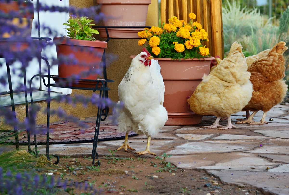 The 7MSN Ranch: Los Pollos Hermanas