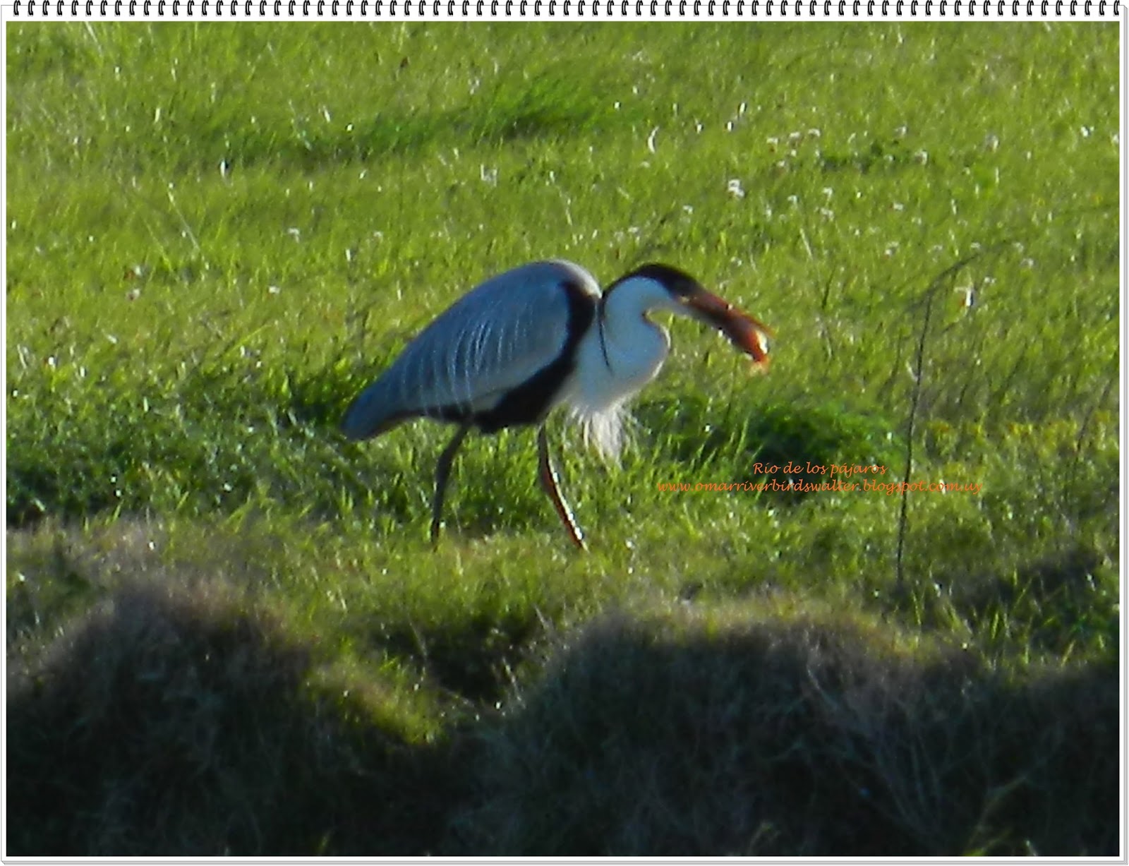 Río de los pájaros: Entre ríos y aguadas