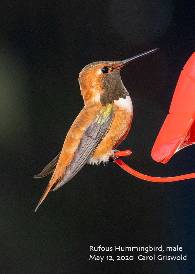 Sporadic Bird from Seward, Alaska : Friday, May 15, 2020 Rufous ...