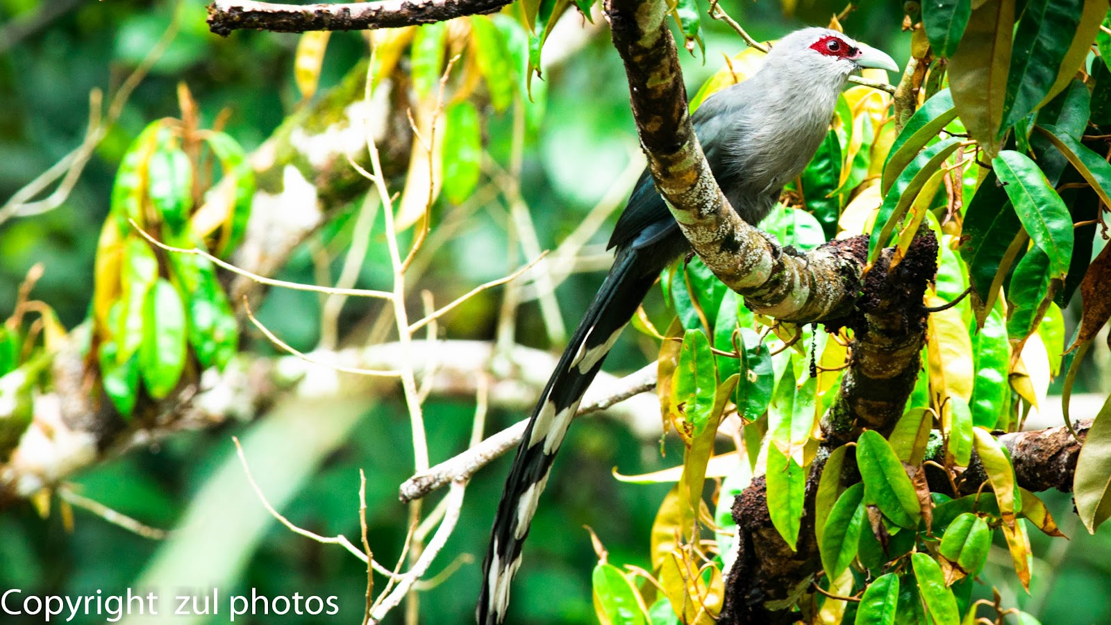 Zul Ya - Birds of Peninsular Malaysia: Green Billed Malkoha - Hometown SS
