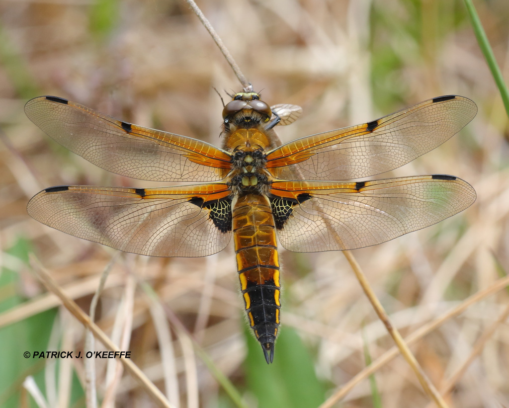 Raw Birds: FOUR SPOTTED CHASER DRAGONFLY or FOUR SPOTTED SKIMMER ...