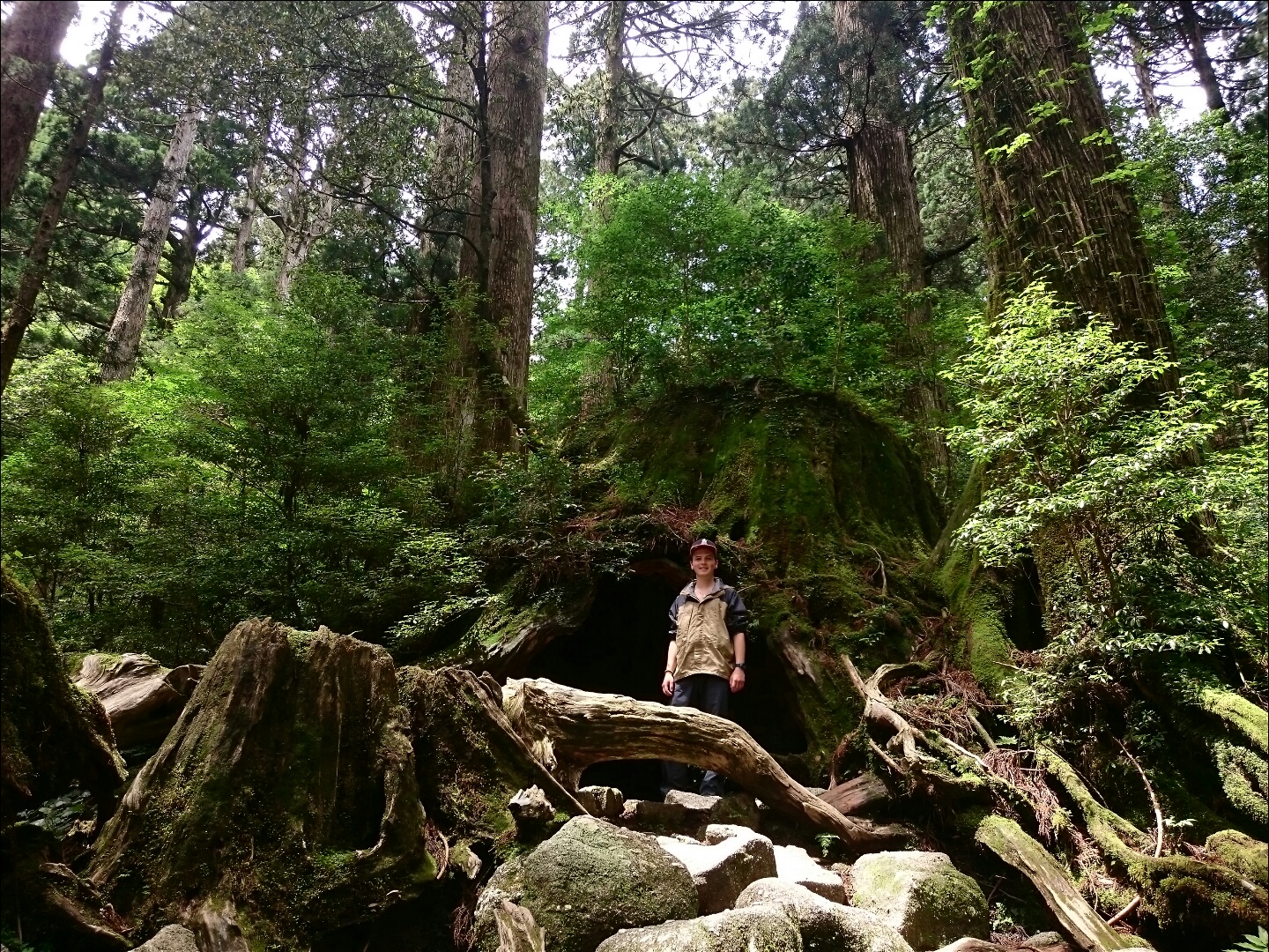 Japan - Our Travel Blog: Yakushima - The Forest of Wonders