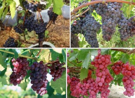 Peternak dan Petani: 3 Tips Budidaya Anggur di Halaman Rumah dengan Pot