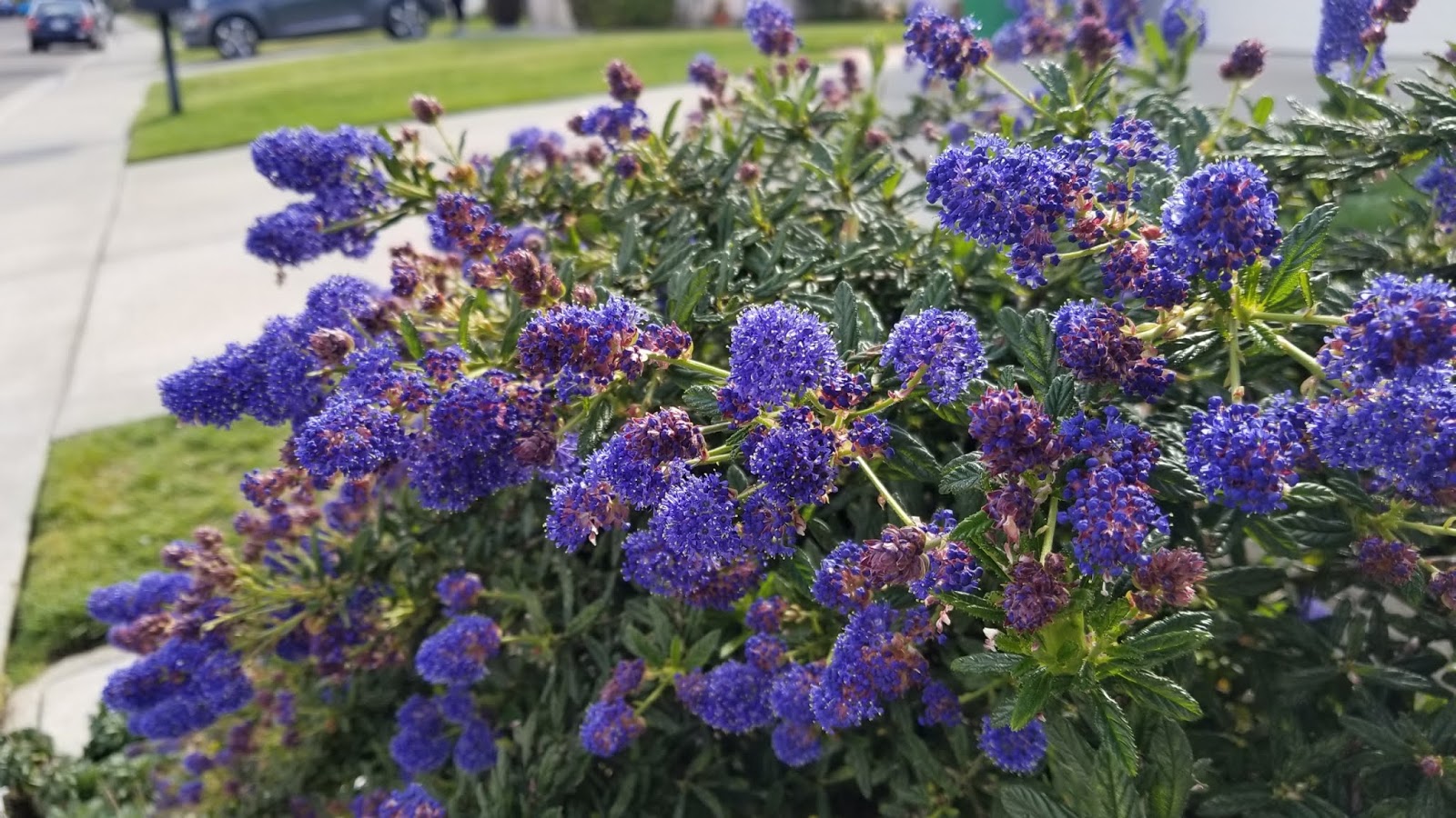 The 2 Minute Gardener: Photo - California Lilac (Ceanothus sp. 'Concha')