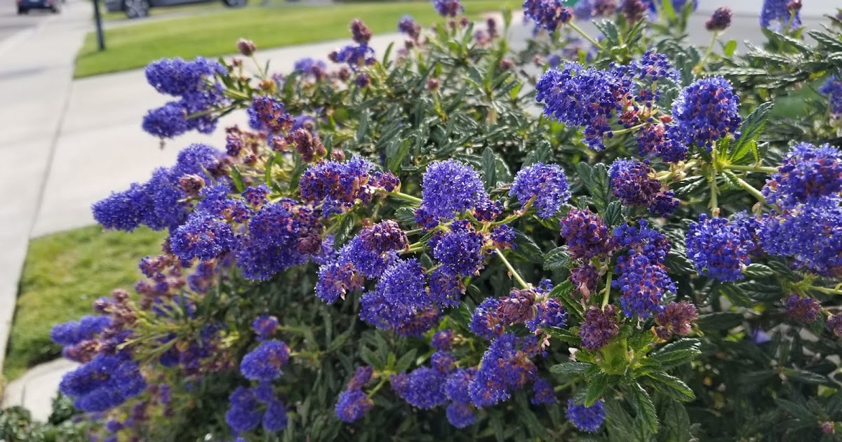 The 2 Minute Gardener: Photo - California Lilac (Ceanothus sp. 'Concha')
