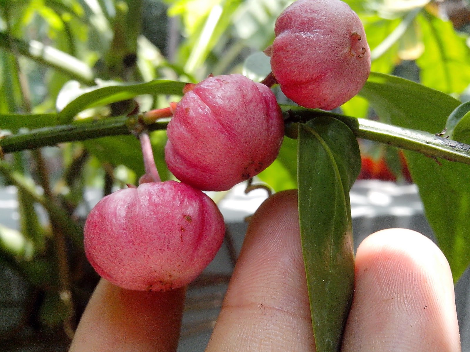 Endah Murniyati's Journey: ADEM ATI : BIGGER FRUITS