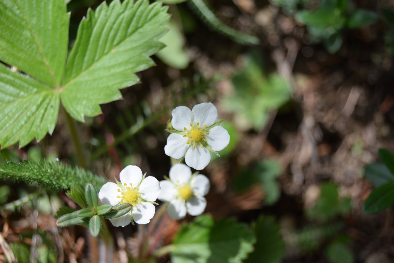 Frumusetile naturii: Fragi de padure (Fragaria vesca)