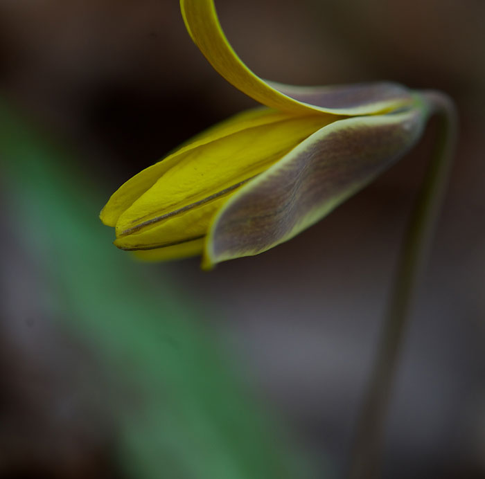Red and the Peanut: Golden-star, Erythronium rostratum, in Scioto County