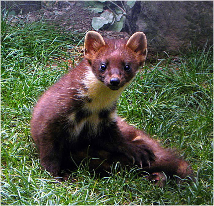 FOTO NATURA HUESCA 2: MARTA martes-martes Linnaeus, 1758 fuina kiaunė ...