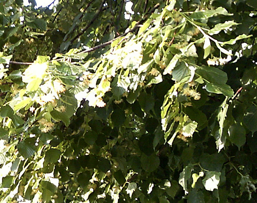 "Through the unknown, unremembered gate...": The Midsummer Tree