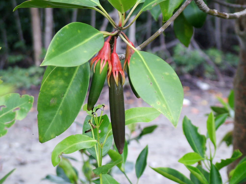 Tapak Ramsar Johor: Flora & Fauna