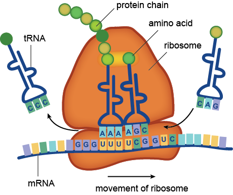 La cellule | Récap' IDE