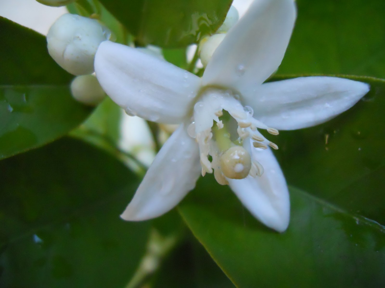 MIL FLORES DE COLORES: FLOR DEL NARANJO
