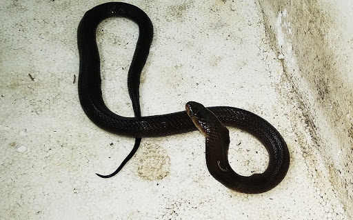 SPECIES OF SNAKES FOUND IN ASSAM