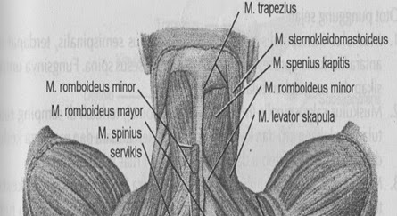 anatomi dan fisiologi sistem muskuloskeletal: anatomi dan fisiologi ...