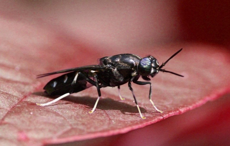 Lalat Tentara Hitam (Hermetia illucens) - DWI PURWANTO