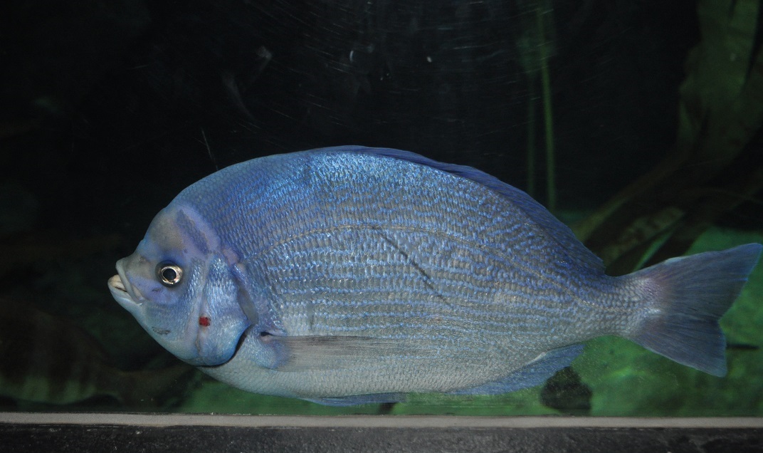 ZOOTOGRAFIANDO (6.057 ANIMALS): CHOPA / BLACK SEABREAM (Spondyliosoma ...