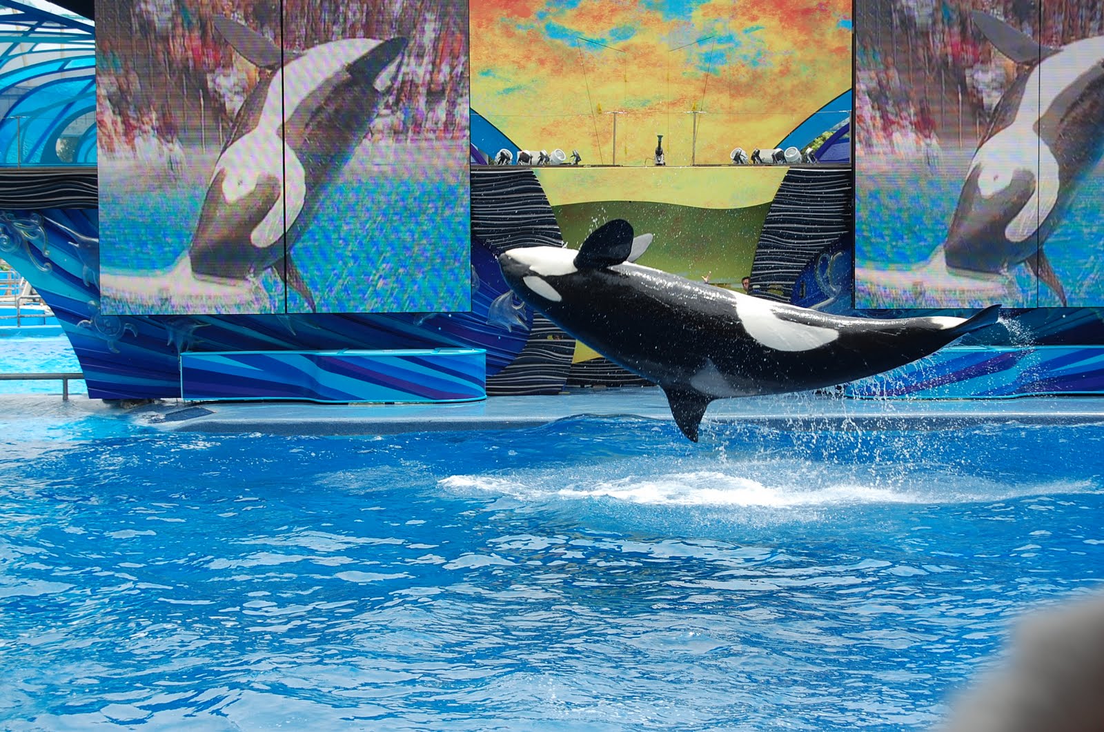 THEY CALL ME...MEME!: SeaWorld, Kristin and her Whales!!