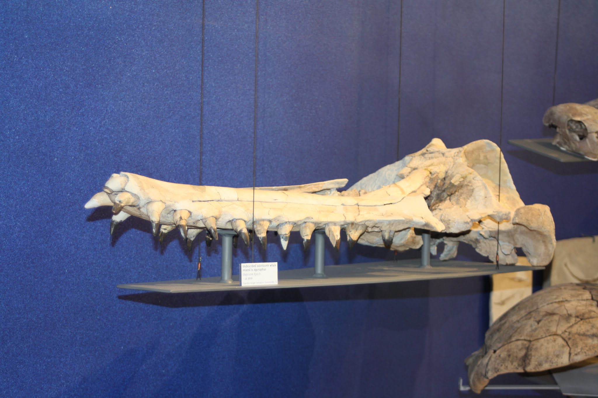 The Coastal Paleontologist: Ankylorhiza tiedemani, a giant dolphin from ...