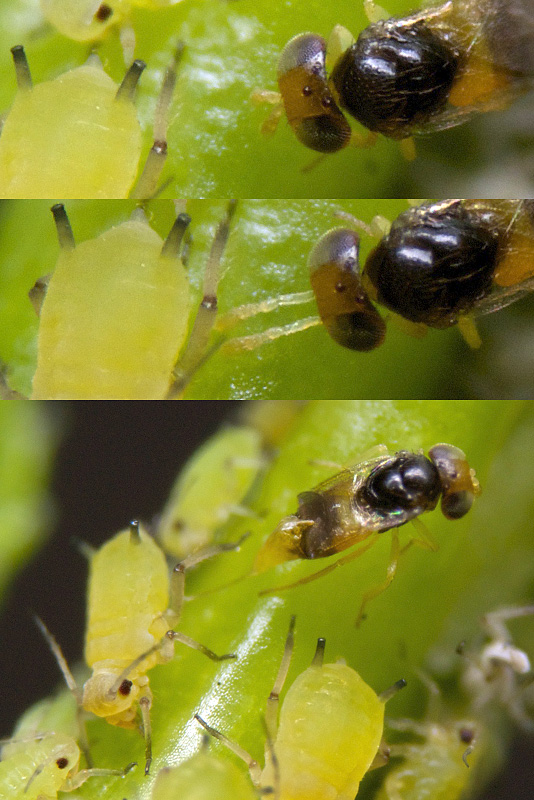 ムシをデザインしたのはダレ？: ツヤコバチ科 ( Aphelinus sp. ) 産卵