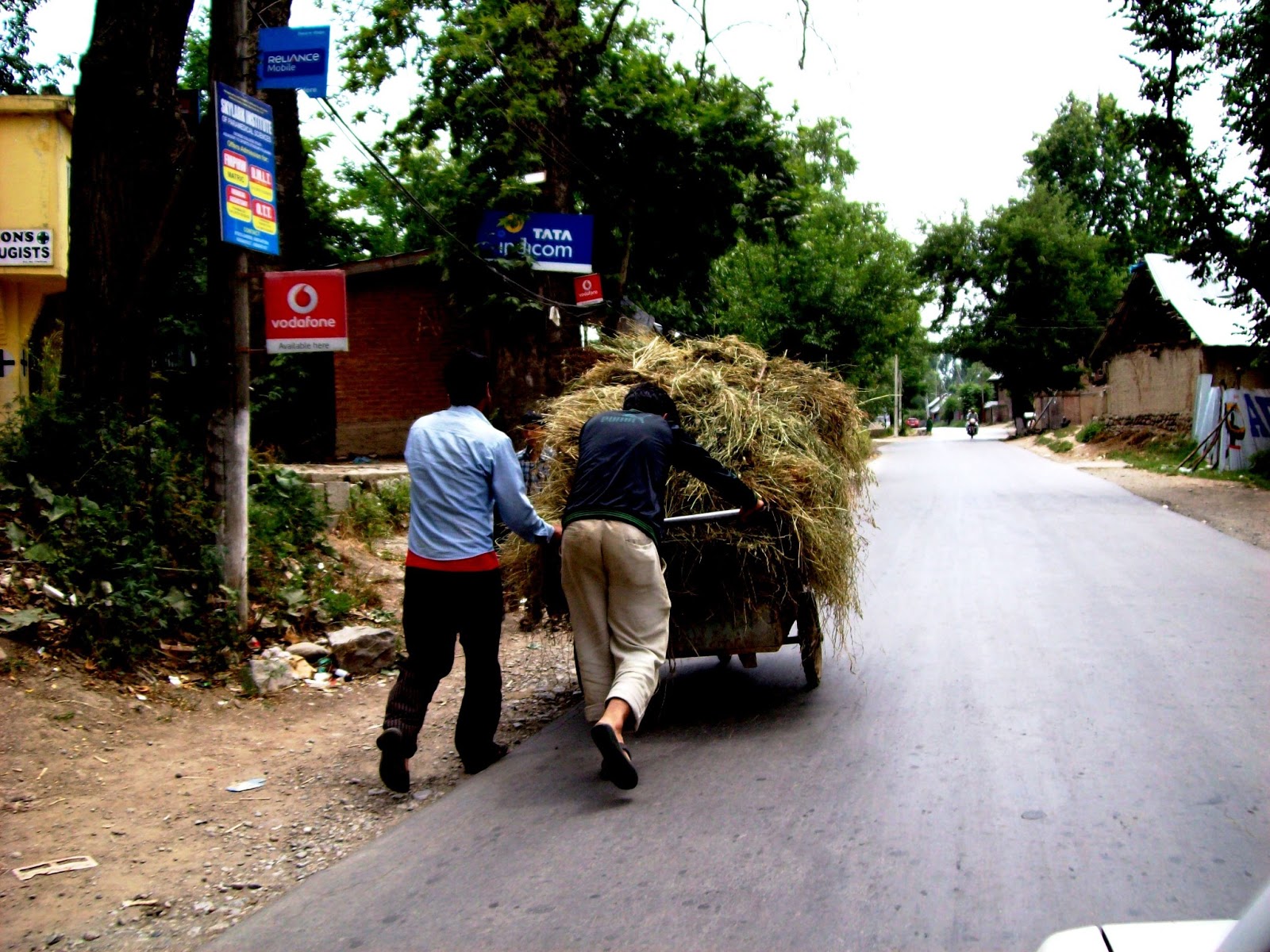 chinar-shade-pulwama-district-of-kashmir