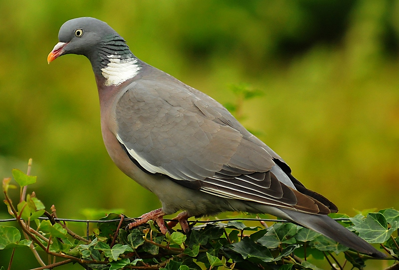 JM Natur: Ringdue og Måge
