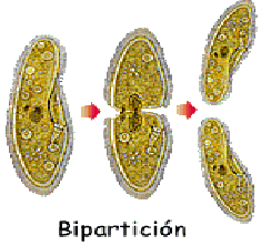 BIOLOGIA T.F.: BIPARTICION