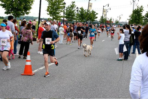 Dog Evals: Book Review: Dozer's Run (half-marathon, Maryland dog)