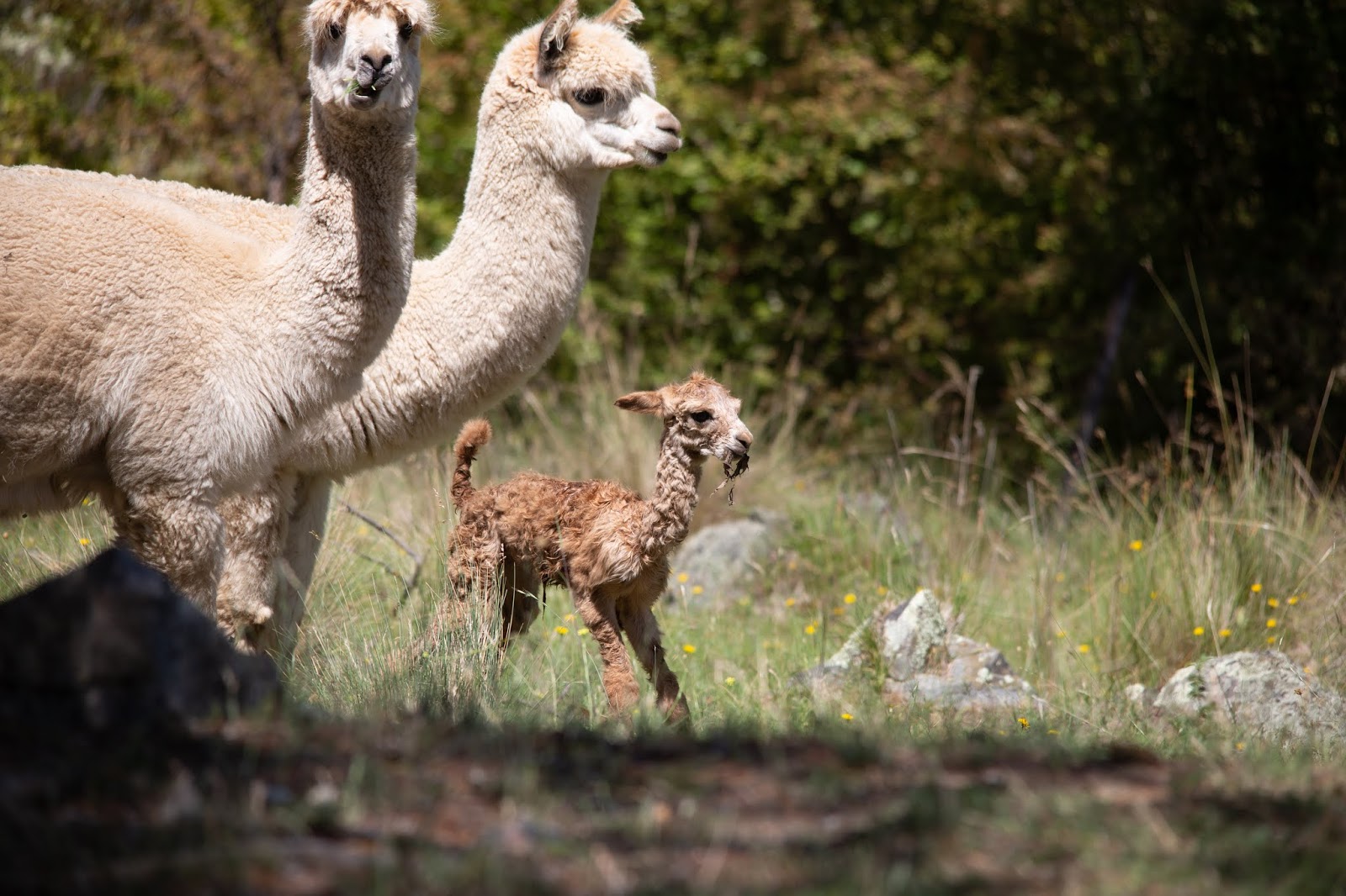 Small Farming: Alpaca Birth Sequence (time and images)