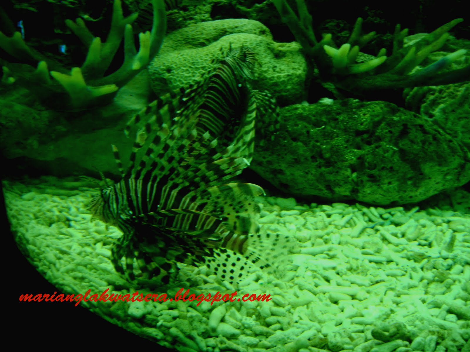 Adventures of: Wonders Beneath The Ocean @ Manila Ocean Park June 2008