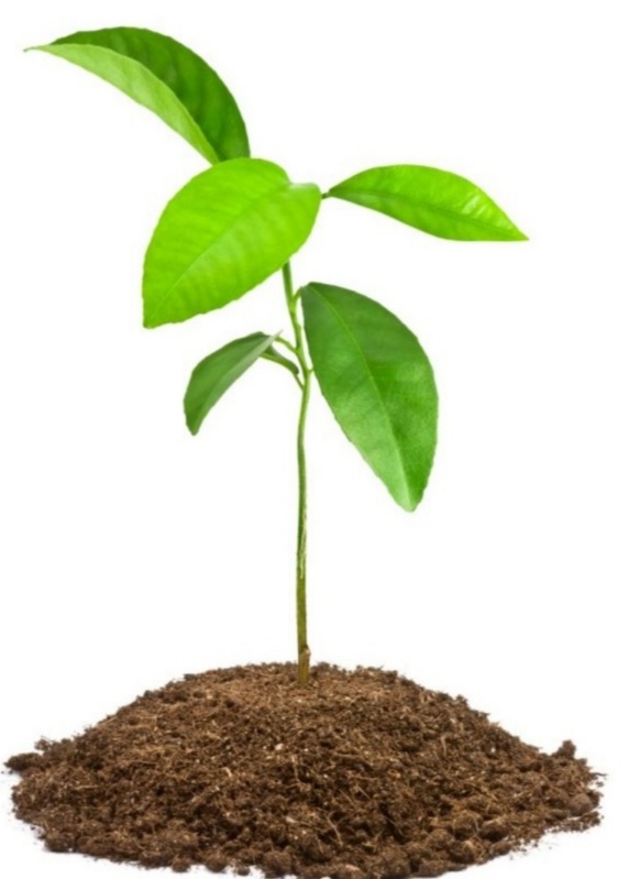 What Is Nutrient Cycling In Nature what-is-nutrient-cycling-in-nature