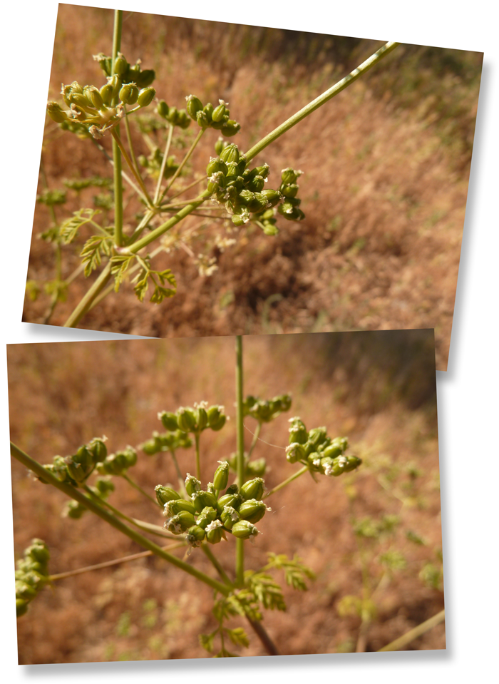 PlantArte en tu Oasis. Paisajismo y naturaleza para todos.: Plantas de ...