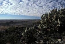 Flora del subterraneo