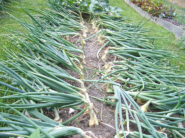 Hickery Holler Farm: Onions Hanging
