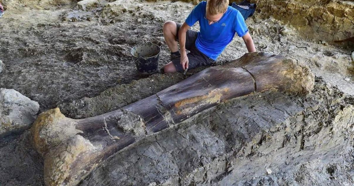 Massive, 1,100-Pound Dinosaur Bone Unearthed in France - Geology In Massive, 1,100-Pound Dinosaur Bone Unearthed in France - Geology In