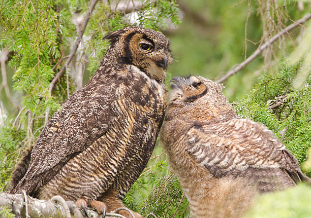 MI CLASE DE INFANTIL: UNIDAD DIDÁCTICA: LOS BÚHOS
