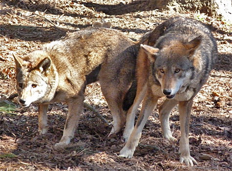 RETURN OF THE RED WOLF