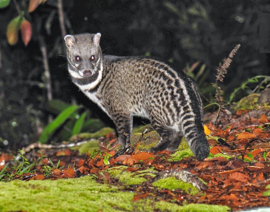 Species New to Science: [Mammalogy • 2014] Distribution of the Malay ...