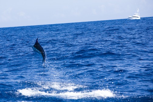 Info-Junction Blog: Atlantic Blue Marlin