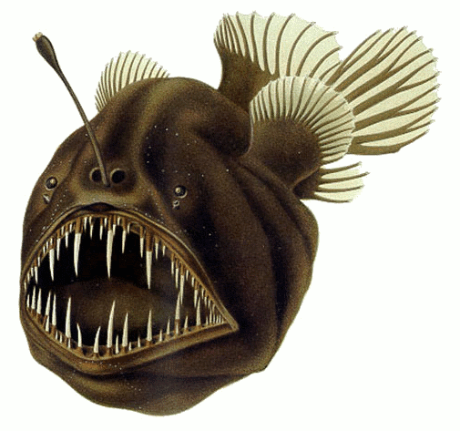 Amazing Anglerfish - Anglerfish Facts, Photos, Information, Habitats ...
