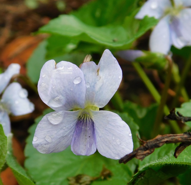 The Opulent Opossum: Violets Variation