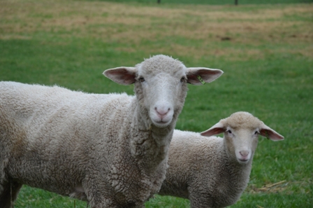 Sheep Notes: Bellwether