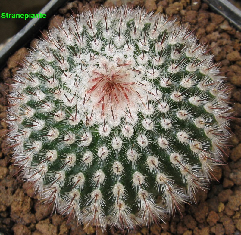 Parodia scopa ssp. marchesii
