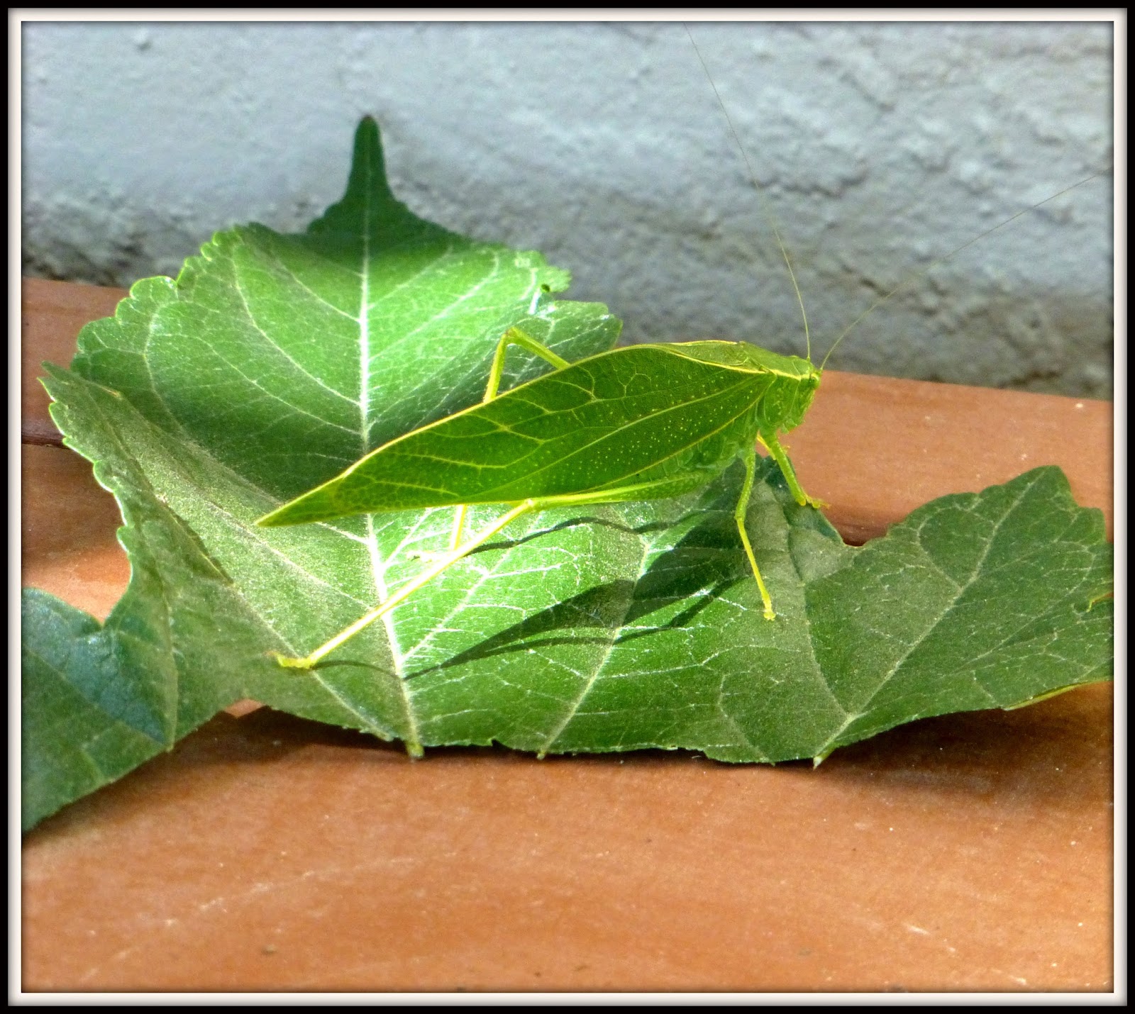 djkardkreations: Tis The Season