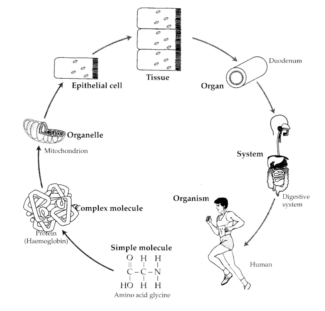 Student Study Notes: SPM Biology 2 Cell Biology & Organization Part 5 ...