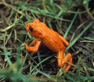 Incilius periglenes Golden Toad
