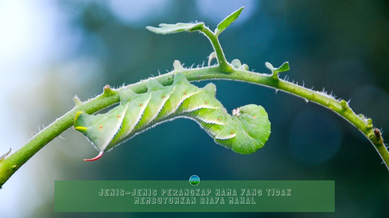 Jenis-Jenis Perangkap Hama Yang Tidak Membutuhkan Biaya Mahal ...